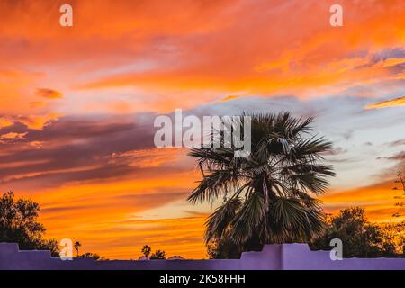 Colorful Sunset Palm Tree Sonora Desert Wall Tucson Arizona USA ...