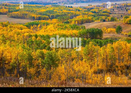 Stunning autumn colors of prairie and forest landscape in Alberta close ...