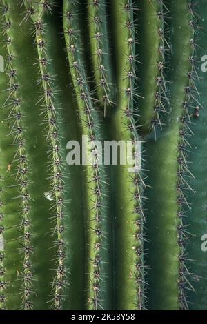 green cactus with large sharp needles during flowering, green cactus ...