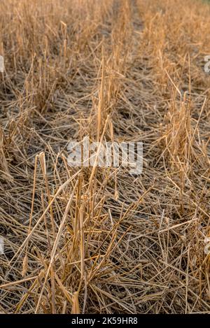 Hail devastation to a prairie wheat field near Stewart Valley, SK Stock ...