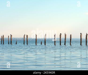 The Old Pier, French Island with ibis Stock Photo - Alamy