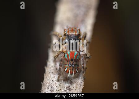Male Peacock spider (Maratus icarus) in his breeding plumage Stock ...