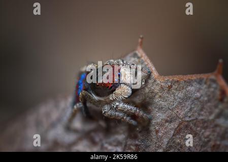 Male Peacock spider, Maratus mungaich, in his breeding colours Stock ...