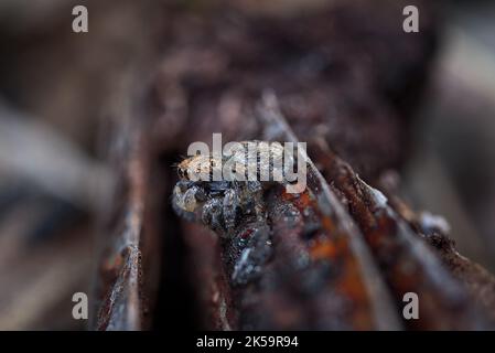 Female Peacock spider, Maratus mungaich, the Banksia Peacock spider ...