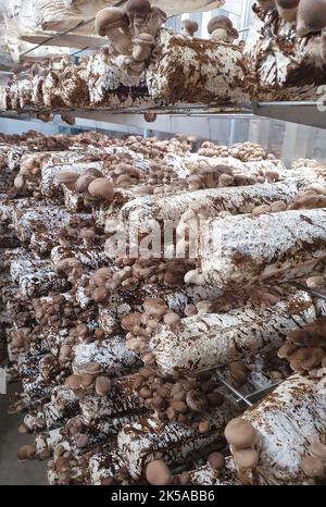 Shiitake mushrooms cultivated in vertical mushroom farm growing on ...