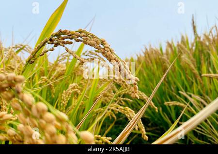LINYI, CHINA - OCTOBER 5, 2022 - Rice grows well in a rice-growing area ...