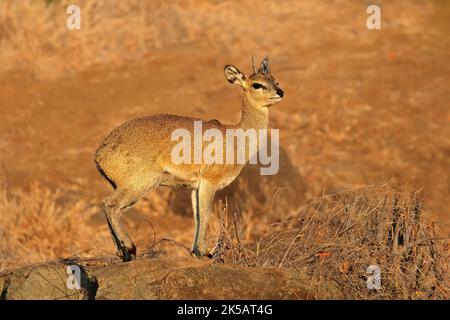 Klipspringer, Kruger National Park, S Stock Photo - Alamy