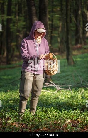 Bulbosus Boletus Edulis. Collection mushrooms. Edible wild mushroom in ...