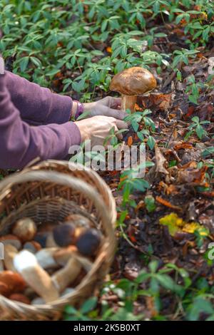 Bulbosus Boletus Edulis. Collection mushrooms. Edible wild mushroom in ...