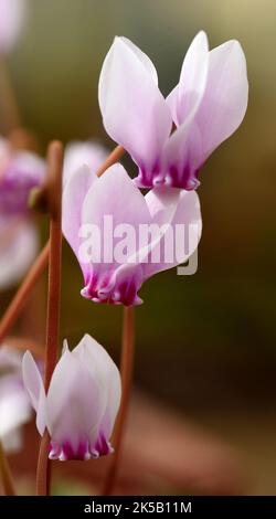 A closeup of a pink cyclamen flower Stock Photo - Alamy