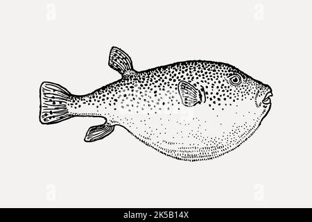 Blowfish clipart, vintage illustration vector Stock Vector Image & Art ...