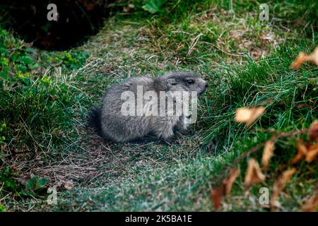 Marmots in enclosure at summit of Grimsel Pass Bern/Valais in Switzerland Sept 2022 Marmots are ...