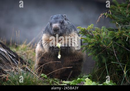 Marmots in enclosure at summit of Grimsel Pass Bern/Valais in Switzerland Sept 2022 Marmots are ...