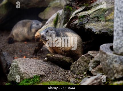 Marmots in enclosure at summit of Grimsel Pass Bern/Valais in Switzerland Sept 2022 Marmots are ...