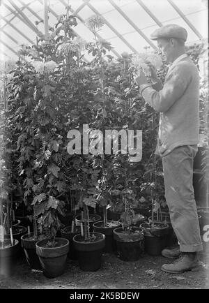 Agriculture Department - 'Jessie Wilson' Chrysanthemum, Martin Graner ...
