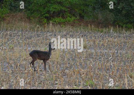 black roe in a harvested cornfield Stock Photo - Alamy