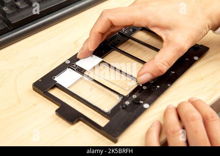 Scientist scanning microscope slides with tissue samples for pathology ...