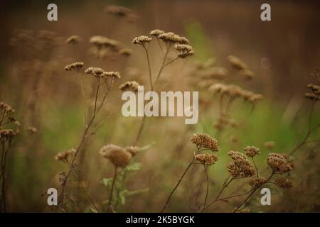 Nature background with dry yarrow flowers in autumn field Stock Photo ...