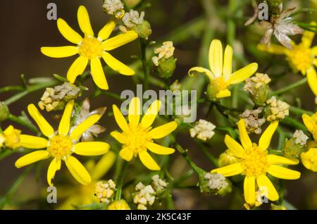 Prairie Broomweed, Amphiachyris dracunculoides Stock Photo - Alamy