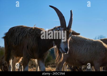 A closeup of a brown American Pygmy grazing on the grass with blue sky ...