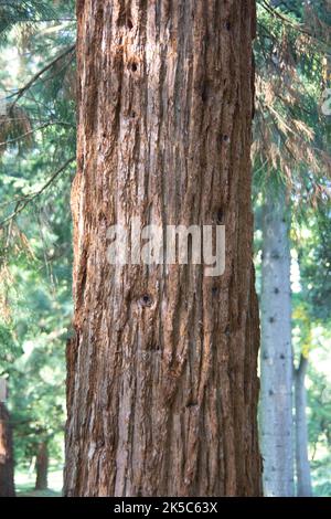 mammoth tree with red rind Stock Photo - Alamy