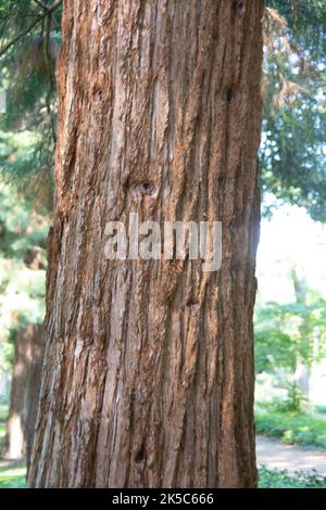 mammoth tree with red rind Stock Photo - Alamy