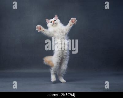 siberian cat rearing up standing on hind legs looking funny. studio ...