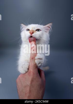 cute white siberian kitten licking finger of human hand on gray studio ...