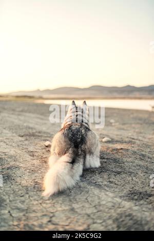 Husky In the Desert Stock Photo - Alamy