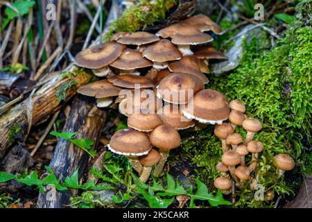 Honey Mushroom, Armillaria sp. Sande, Vestfold & Telemark, southern ...