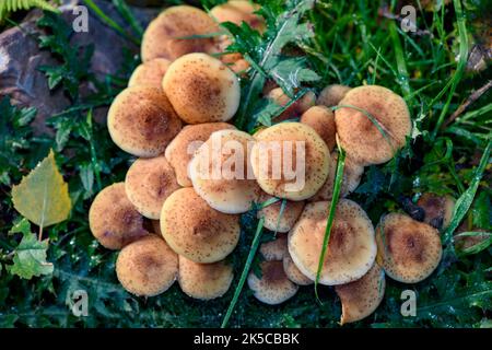 Honey mushrooms (Armillaria sp.). Sande, Vestfold & Telemark, southern ...