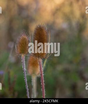 Wild teasel in nature, early spring. Brown nature photography, close up ...