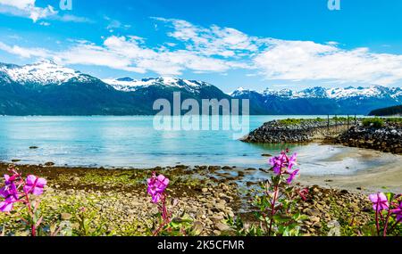Dwarf Fireweed; Common Fireweed; E. angustifolium; Chilkoot Inlet ...