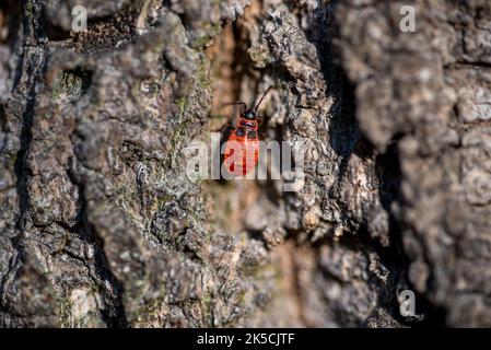 Common Fire Bug,Pyrrhocoris apterus,Lime tree bark Stock Photo - Alamy