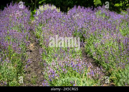 Sage (Salvia) Plant genus Labiates (Lamiaceae Stock Photo - Alamy