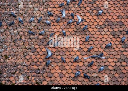 Germany, Bavaria, Bad Windsheim, pigeons in Franconian open-air museum ...