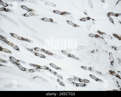 Abstract shot of tracks in snow at sunrise. Winter scene in Swedish ...