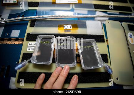 A view of the MVP-Plant-01 Petri plates with seedlings. Plant RNA ...