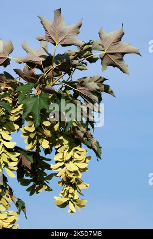 Red-leaved sycamore (Acer pseudoplatanus f. Atropurpureum), leaves and ...