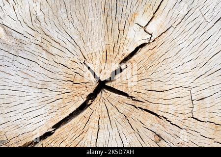 Poplar (Populus spec.), cross section of trunk, tree trunk, North Rhine ...