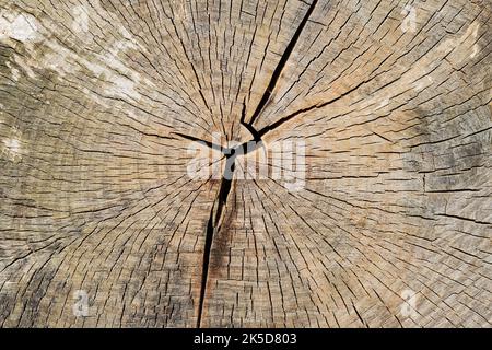 Poplar (Populus spec.), cross section of trunk, tree trunk, North Rhine ...
