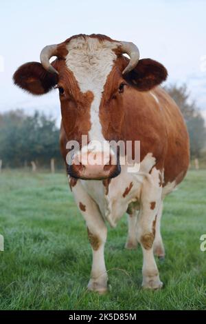 Red-breasted lowland cattle, Red-breasted lowland cattle Stock Photo ...