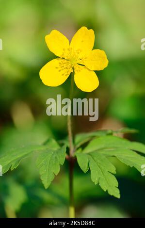 Yellow Anemone (Anemone ranunculoides), flowers. Germany Stock Photo ...