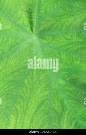 Taro or water bread root (Colocasia esculenta), crop plant, leaf detail ...