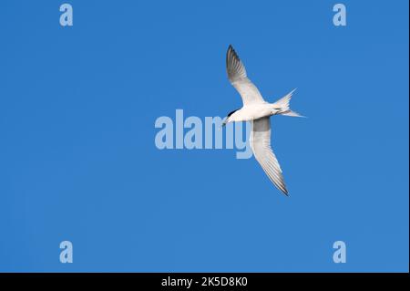 Sandwich Tern (Thalasseus sandvicensis) flying, Texel, Noord-Holland ...