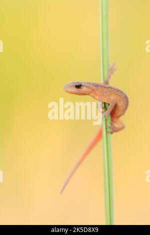 Pond newt, Lissotriton vulgaris Stock Photo - Alamy