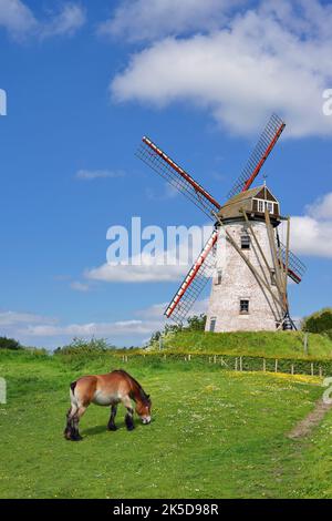 Windmill Schellemolen and cold blooded horse, Damme, West Flanders ...