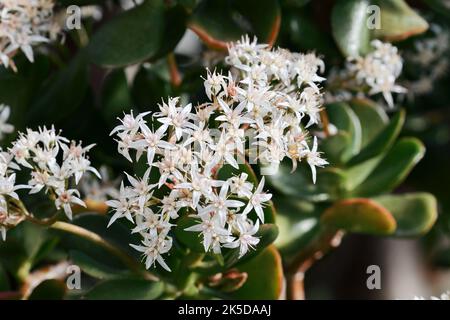 Money tree or penny tree (Crassula ovata), flowering, South Africa ...