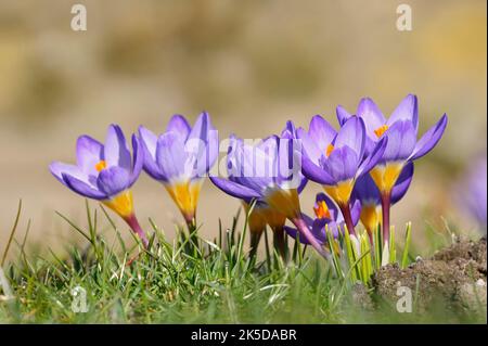 Sieber crocus or Greek dwarf crocus (Crocus sieberi), North Rhine ...
