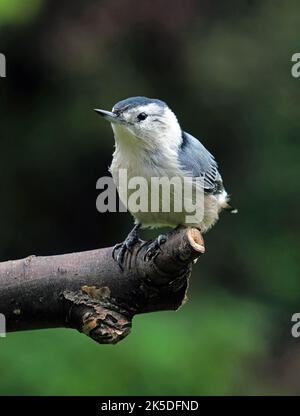 White-breasted Nuthatch in Michigan Stock Photo - Alamy
